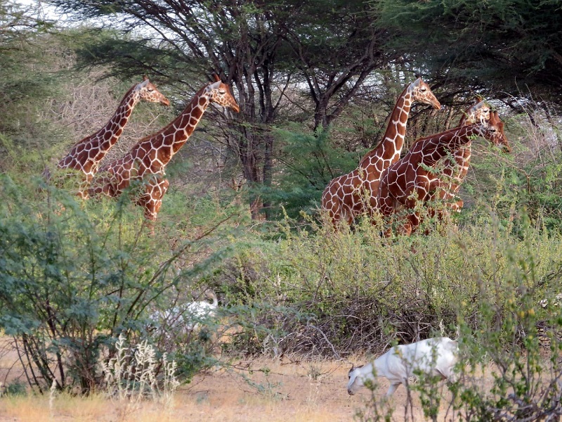 Kamuthe Community Wildlife Conservancy | Championing Community-Led ...